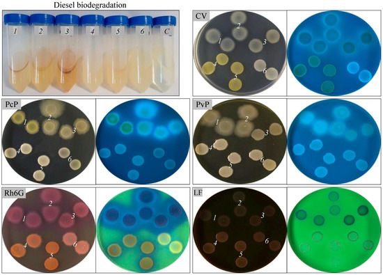Investigating the Potential of Native Soil Bacteria for Diesel ...