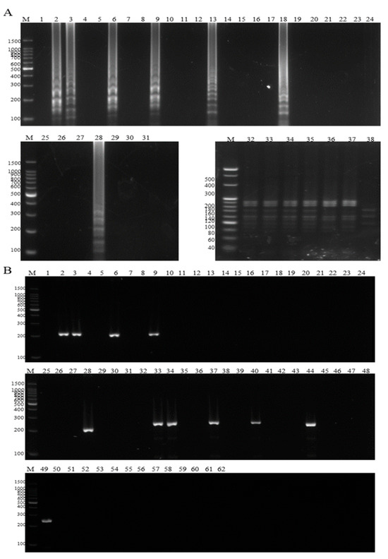 Development of Duplex Loop-Mediated Isothermal Amplification with ...