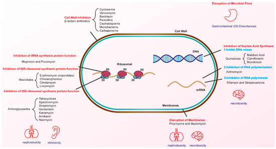 The Potential Impact of Antibiotic Exposure on the Microbiome and Human ...