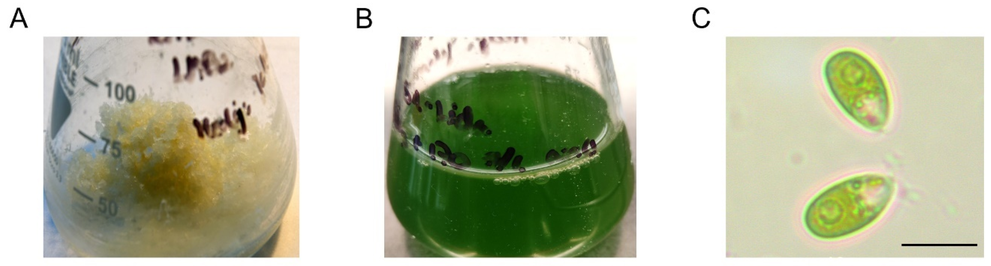 A Pipeline for the Isolation and Cultivation of Microalgae and Cyanobacteria from Hypersaline ...
