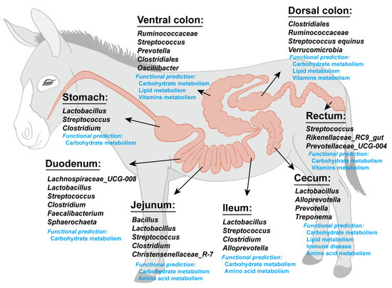 Advances in Donkey Disease Surveillance and Microbiome Characterization ...