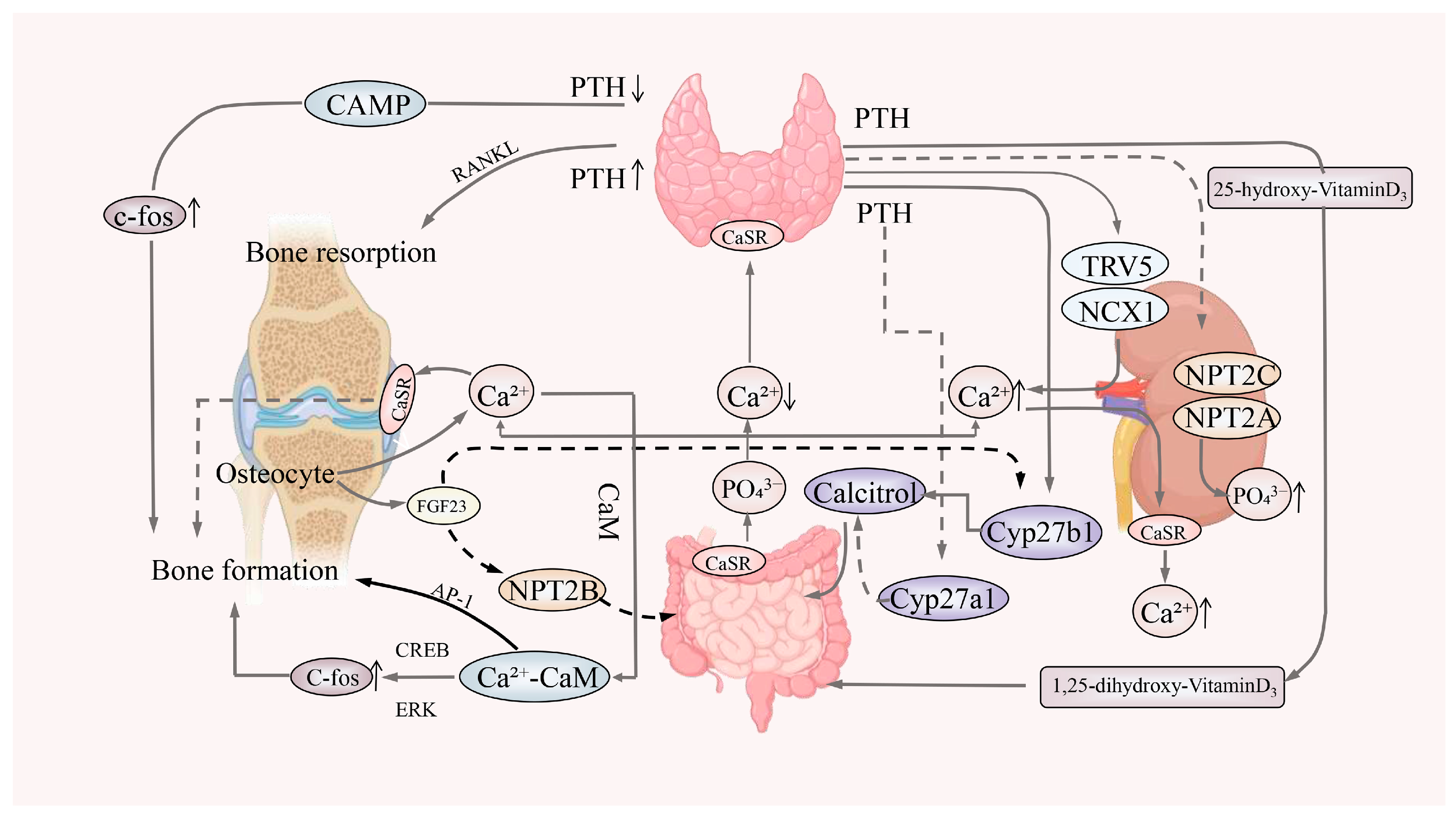 Gut–X Axis and Its Role in Poultry Bone Health: A Review