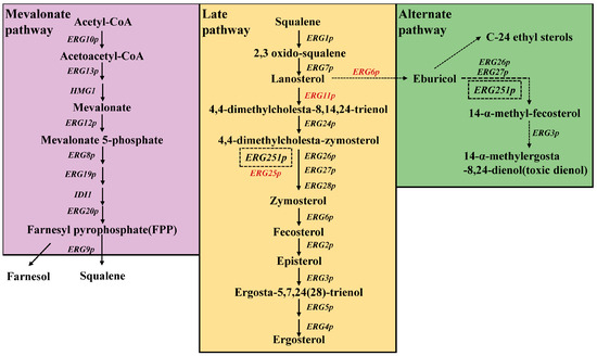 Regulation of Ergosterol Biosynthesis in Pathogenic Fungi ...