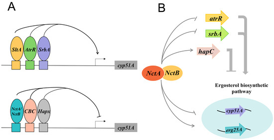 Regulation of Ergosterol Biosynthesis in Pathogenic Fungi ...