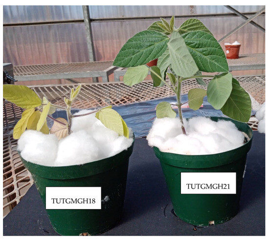 Symbiotic N2 Fixation, Leaf Photosynthesis, and Abiotic Stress ...