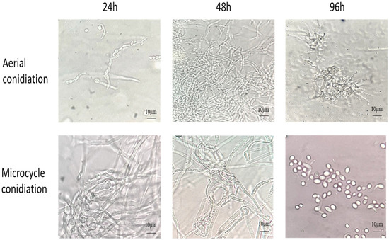Microcycle Conidia Production in an Entomopathogenic Fungus Beauveria ...