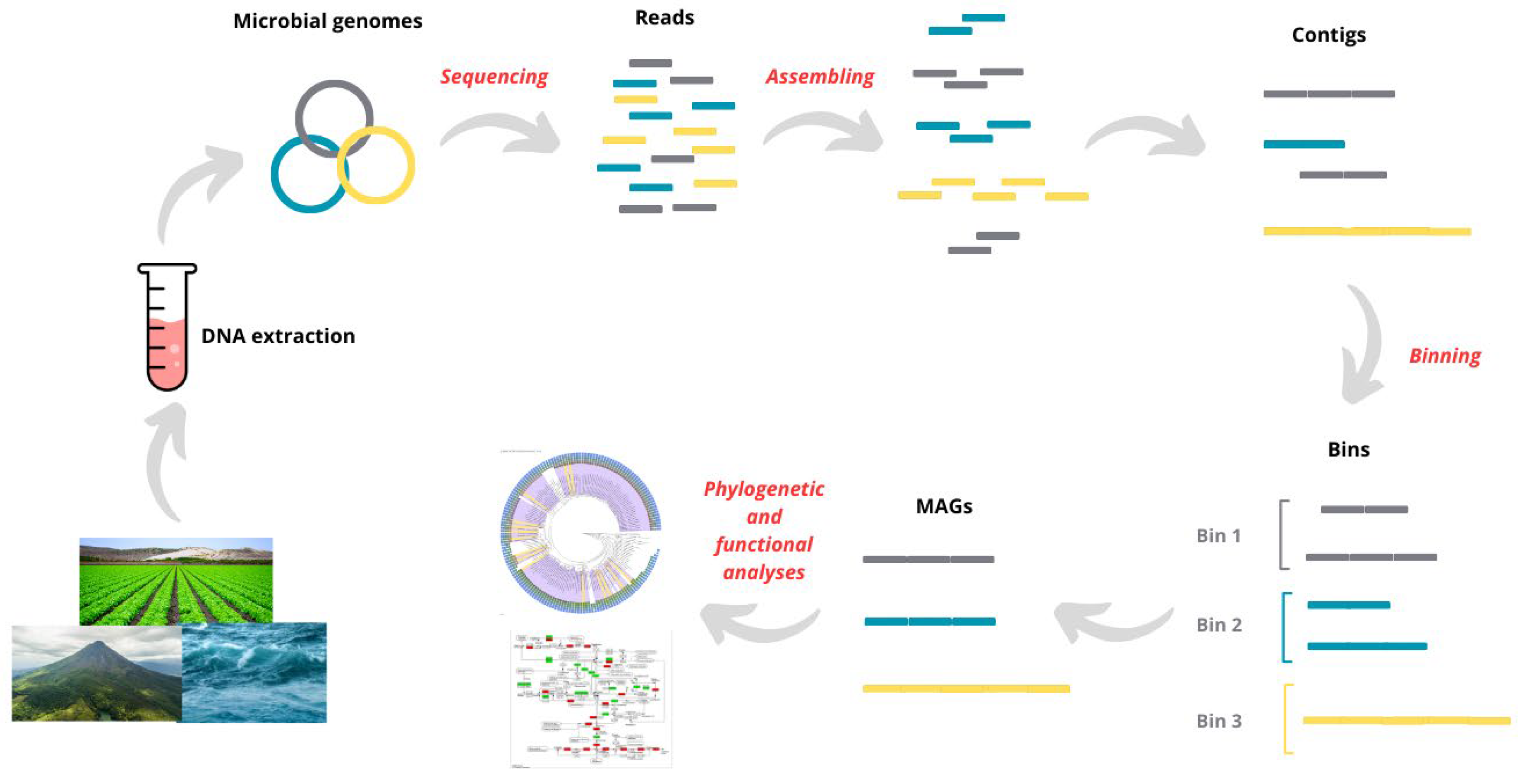 Metagenome-Assembled Genomes (MAGs): Advances, Challenges, and Ecological Insights