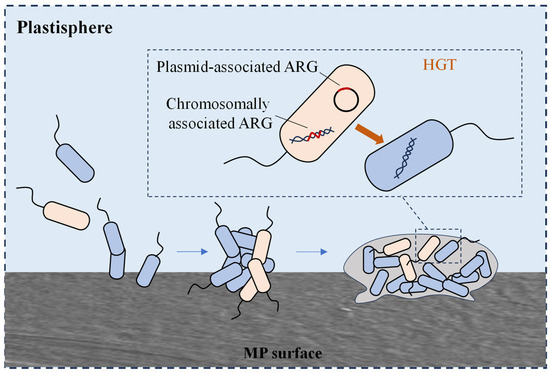 Review of the Presence and Phage-Mediated Transfer of ARGs in Biofilms