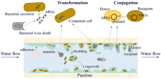 Review of the Presence and Phage-Mediated Transfer of ARGs in Biofilms