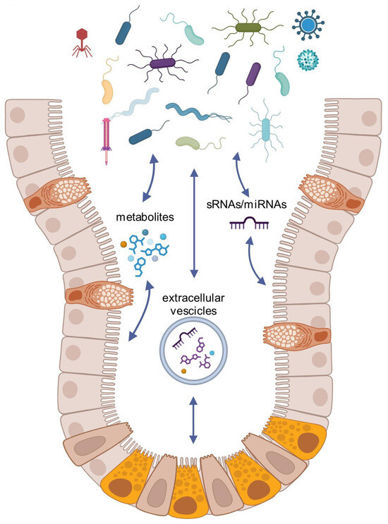 Exploring the Gut Microbiota–Retina Axis: Implications for Health and ...