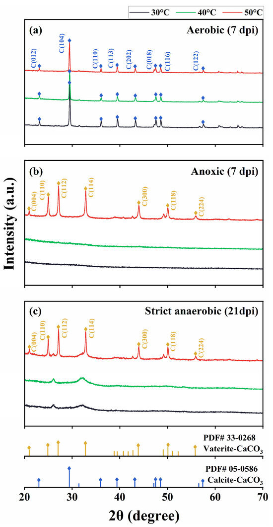 Ureolysis-Driven Microbially Induced Carbonate Precipitation by a ...