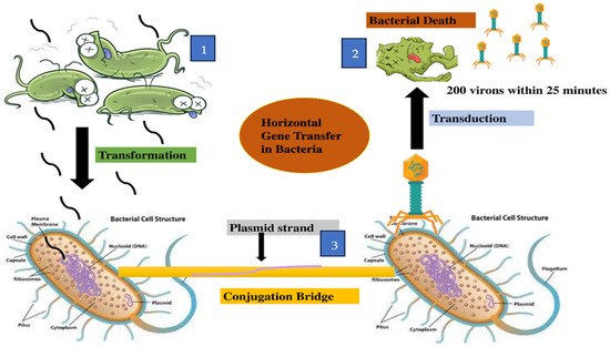 Characterization of Antibiotic Resistance in Shewanella Species: An ...