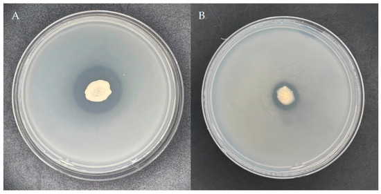 Screening, Identification, and Fermentation of Brevibacillus ...