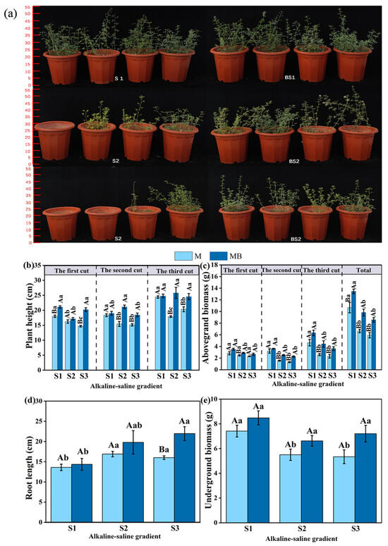 Bacillus tropicus YJ33 and Medicago sativa L. Synergistically Enhance ...