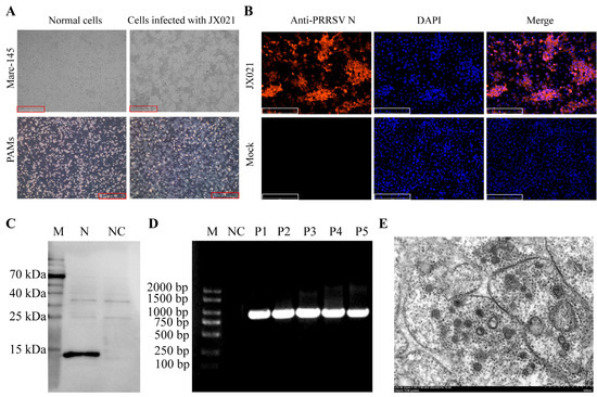 Protective Efficacy of an mRNA Vaccine Against HP-PRRSV Challenge in ...