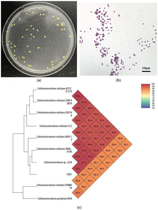 Biodegradation of Cholesterol by Cellulosimicrobium cellulans YS01 Isolated from the Gut of ...