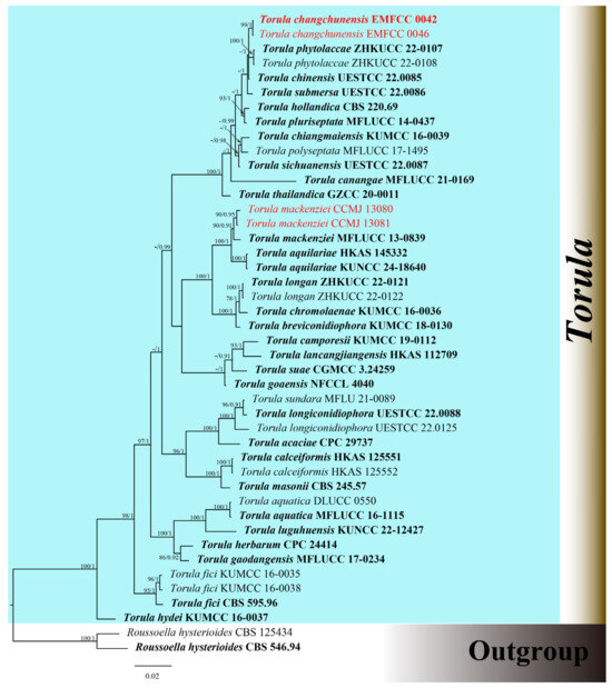 New Species, New Record, and Antagonistic Potential of Torula ...