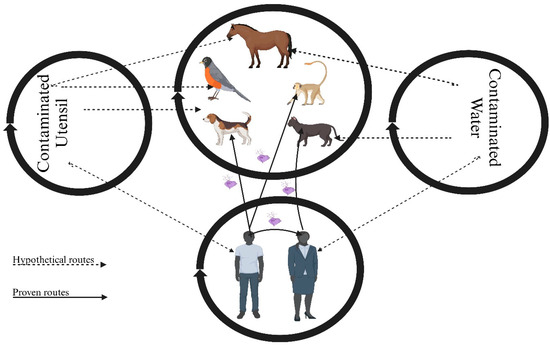 Transmission Dynamics of Trichomonas tenax: Host and Site Specificity ...