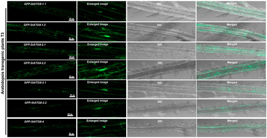 Interaction of Potato Autophagy-Related StATG8 Family Proteins with ...