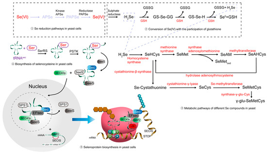 Selenium-Enriched Microorganisms: Metabolism, Production, and Applications