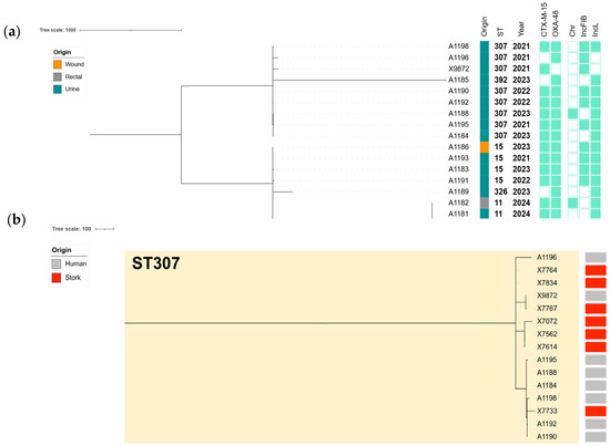 Genomic Epidemiology of ESBL- and Carbapenemase-Producing ...