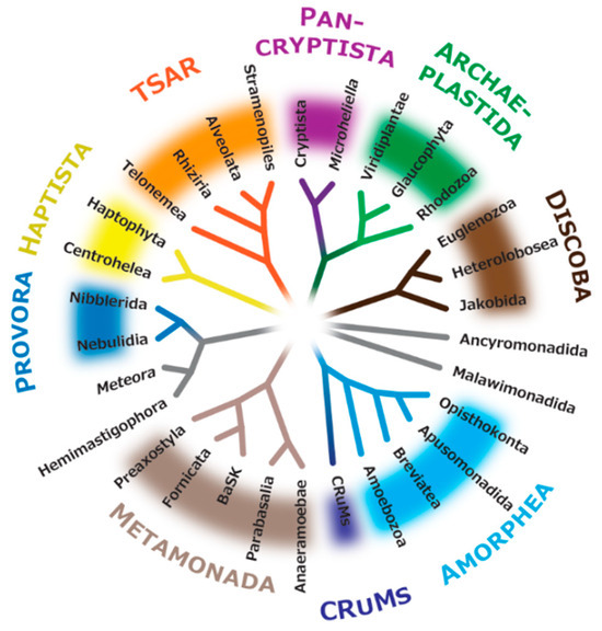 Protists with Uncertain Phylogenetic Affiliations for Resolving the ...