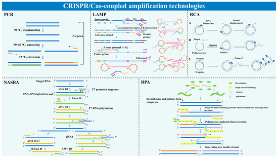 CRISPR/Cas Technology for the Diagnosis of Animal Infectious Diseases