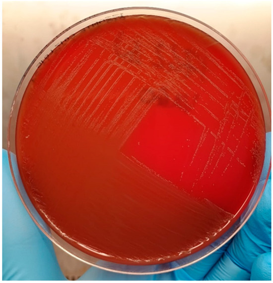 Vagococcus lutrae Isolation in a Cat with Feline Urological Syndrome in ...