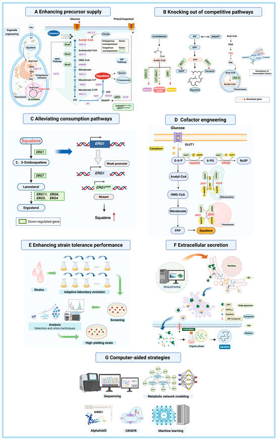 Metabolic Engineering of Yeasts for the Production of the Triterpene ...