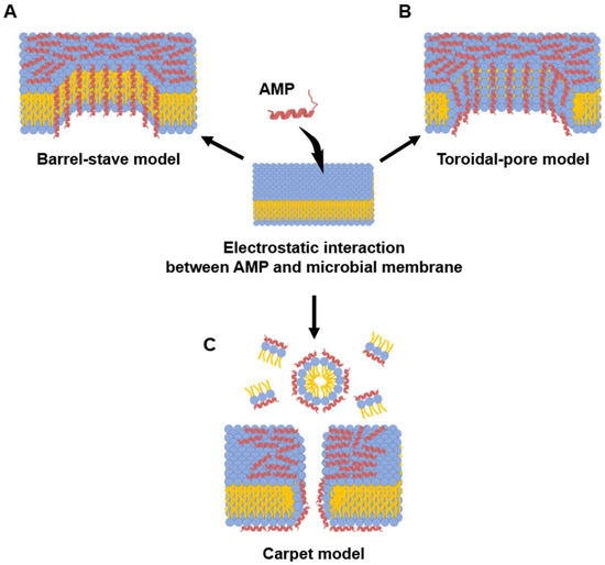 Antimicrobial Peptides: Current Status, Mechanisms of Action, and ...