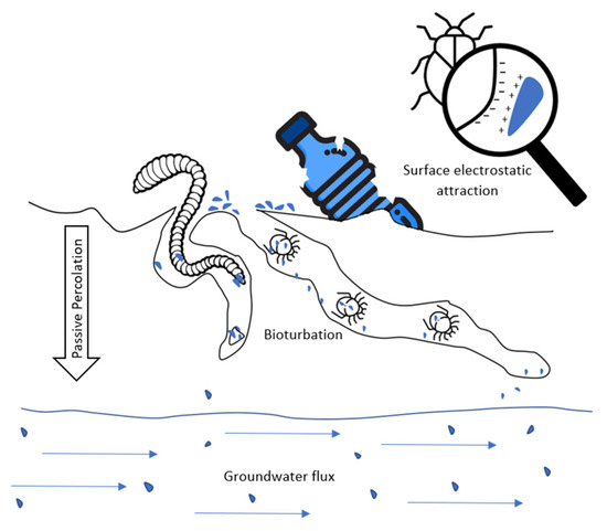 The Complex Dynamics of Microplastic Migration through Different ...