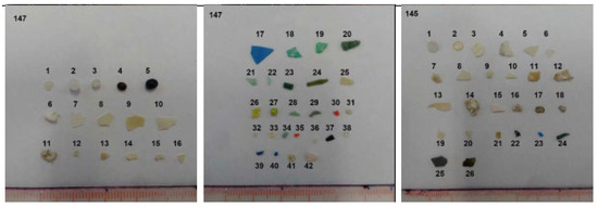 Characterization of Large Microplastic Debris in Beach Sediments in the ...