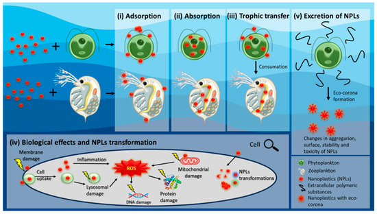 Progress in Research on the Bioavailability and Toxicity of ...