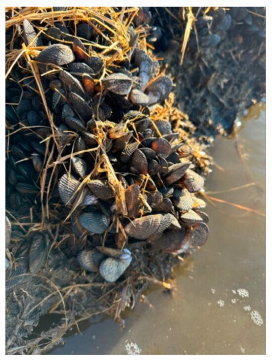 Microplastics in Atlantic Ribbed Mussels (Geukensia demissa) from the ...