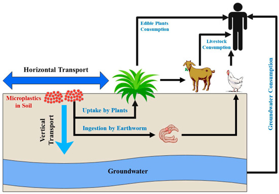 Microplastics in Farmed Animals—A Review