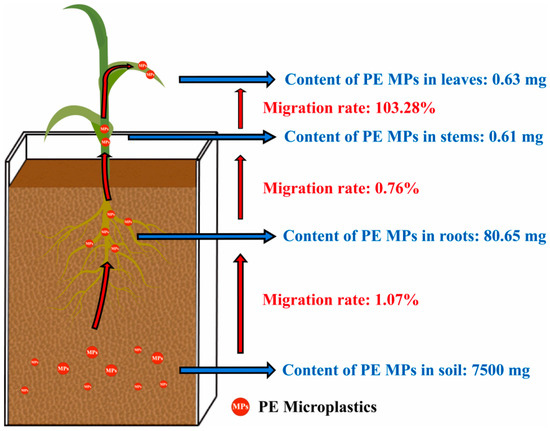 Nanoplastics and Microplastics in Agricultural Systems: Effects on ...