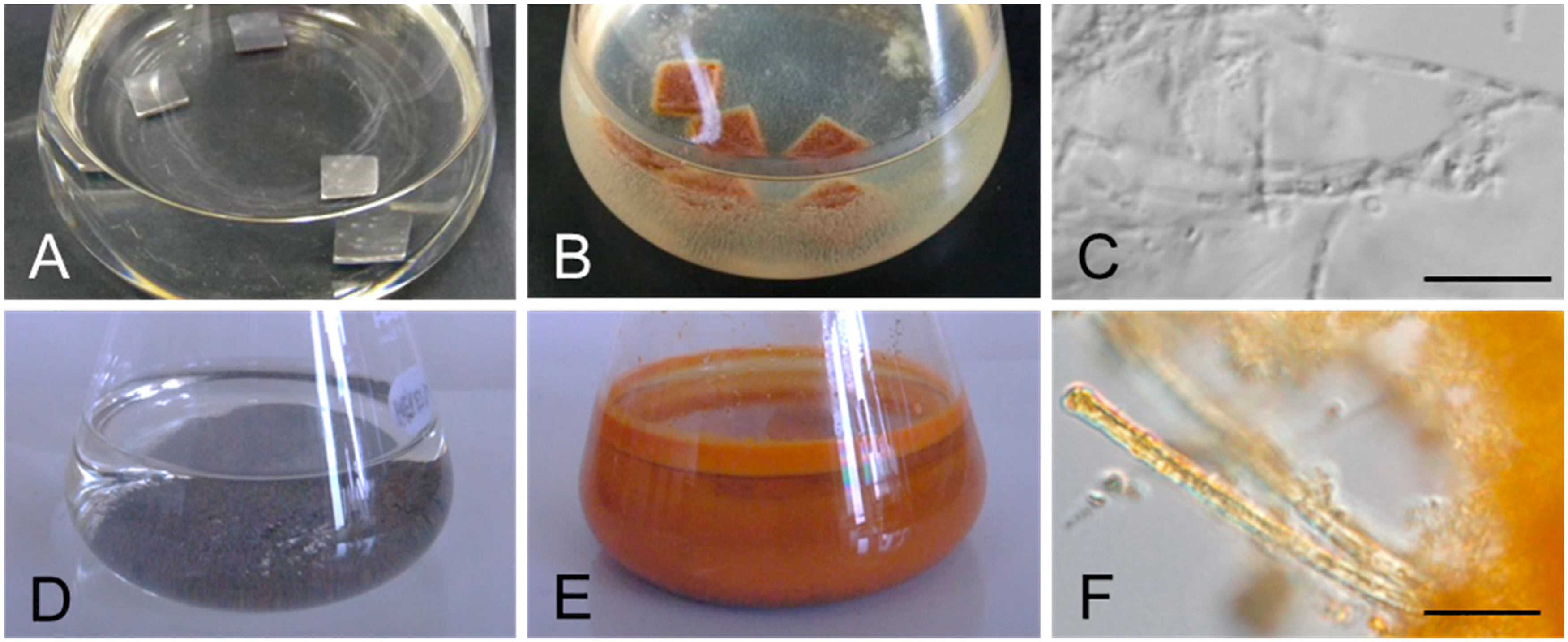 Use of Iron Powder to Obtain High Yields of Leptothrix Sheaths in Culture