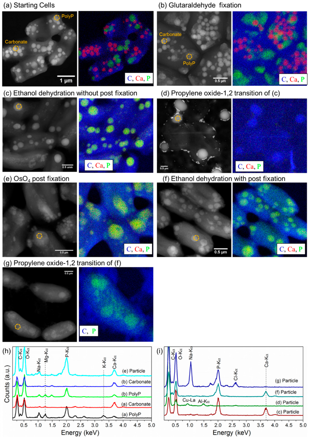 Minerals | Special Issue : Biomineralization: Towards a Unification of ...