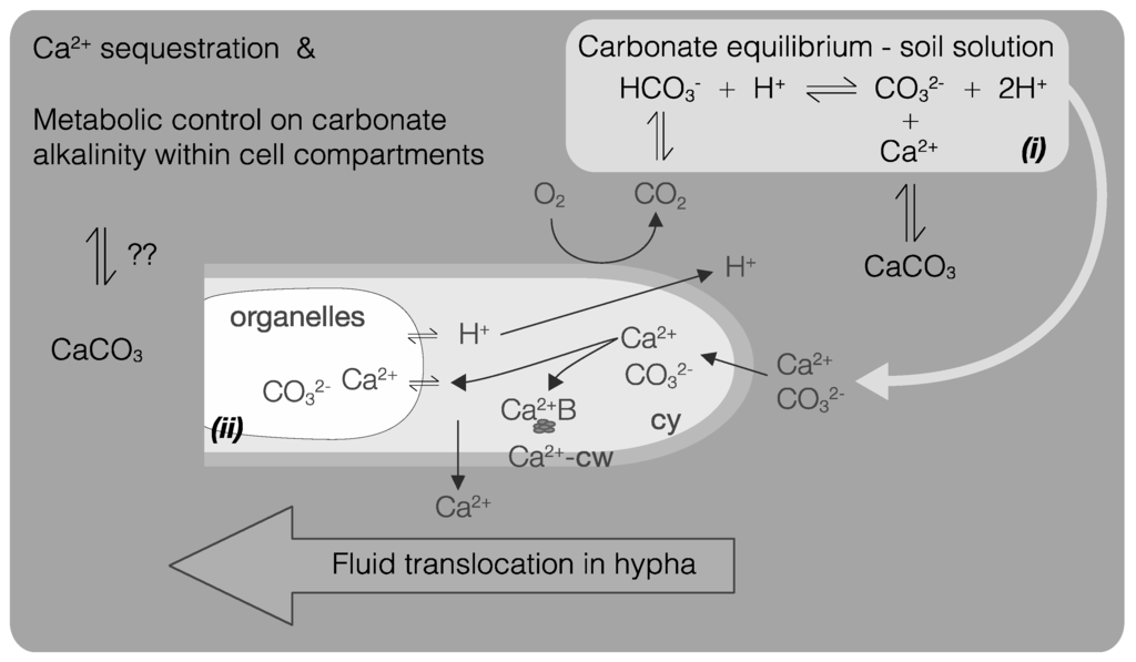 Minerals | Special Issue : Biomineralization: Towards a Unification of ...