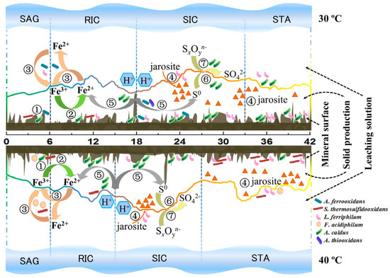 Copper Bioleaching in China: Review and Prospect