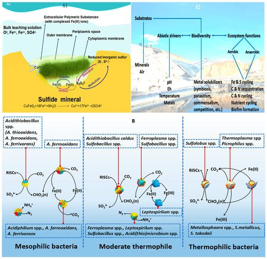Assessment of Bioleaching Microbial Community Structure and Function ...