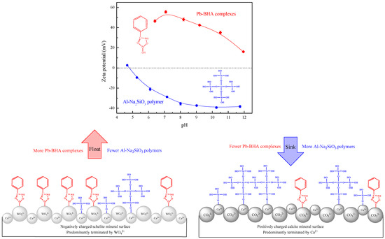 Selective Separation of Scheelite from Calcite by Self-Assembly of ...