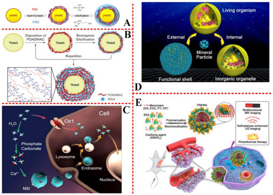 Minerals | Free Full-Text | Biomineralization Forming Process and Bio ...