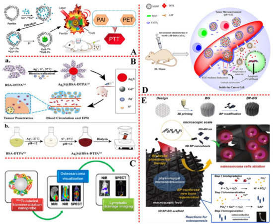 Biomineralization Forming Process and Bio-inspired Nanomaterials for ...