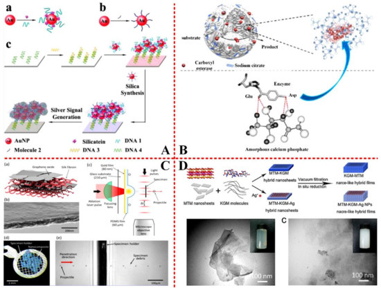 Minerals | Free Full-Text | Biomineralization Forming Process and Bio ...