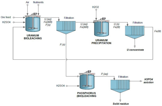 Sequential Bioleaching of Phosphorus and Uranium