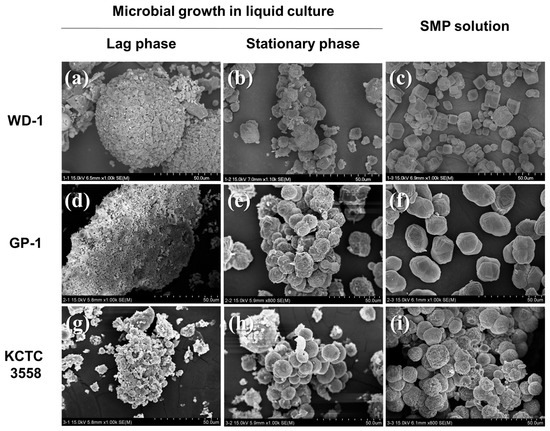 Microbially Induced Carbonate Precipitation Using Microorganisms ...