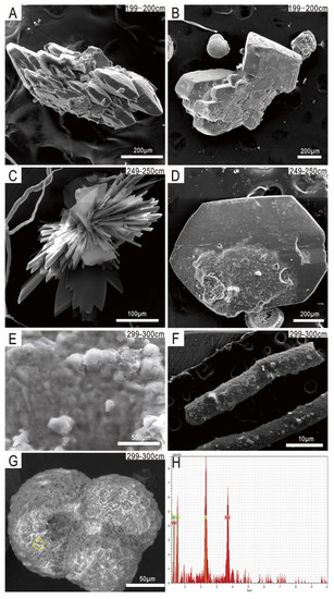 Unique Authigenic Mineral Assemblages and Planktonic Foraminifera ...
