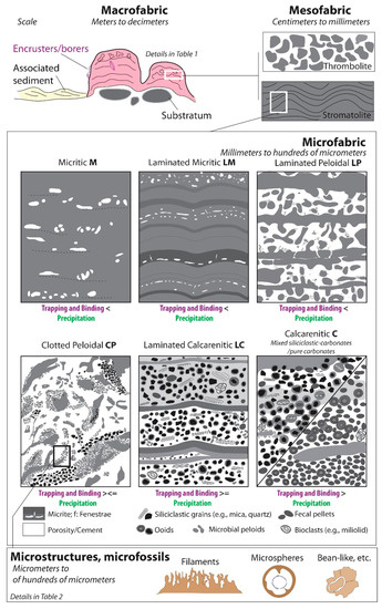 The Record of Environmental and Microbial Signatures in Ancient ...