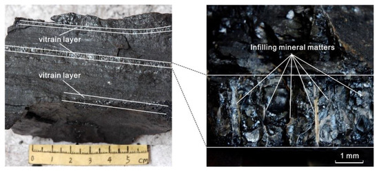 Origin of a Petrographic Coal Structure and Its Implication for Coalbed ...